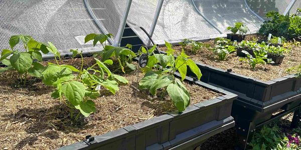 Preparing the Vegepod for Spring! – Vegepod Australia